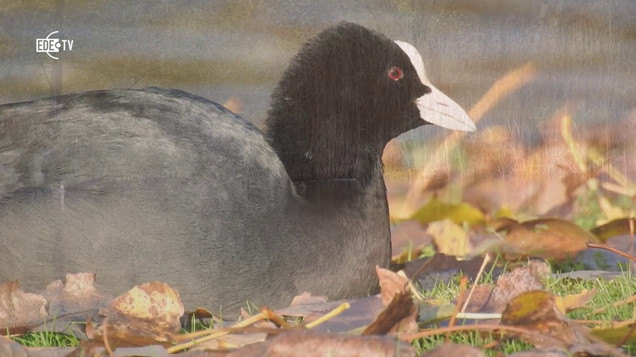 Waterkip (Natuurlijk Ede 05-11-2018) - YouTube
