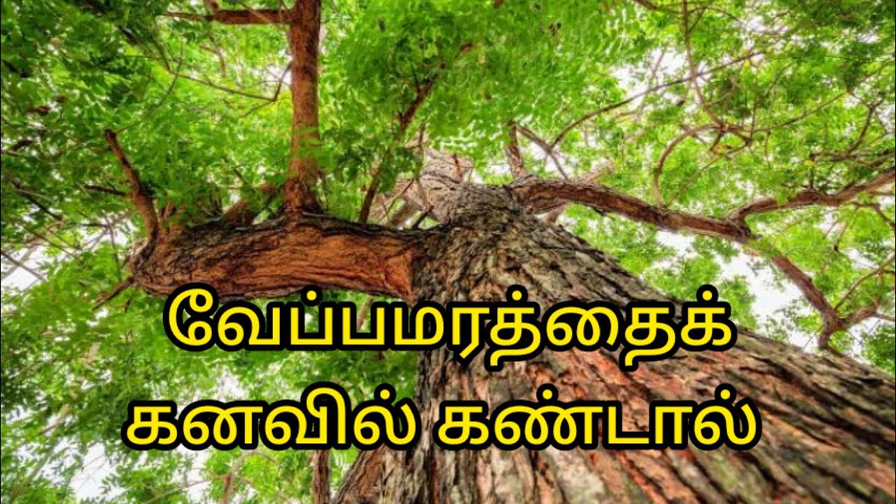 வேப்பமரத்தைக் கனவில் கண்டால்|veppa marathai kanavil kandal|neem tree in ...