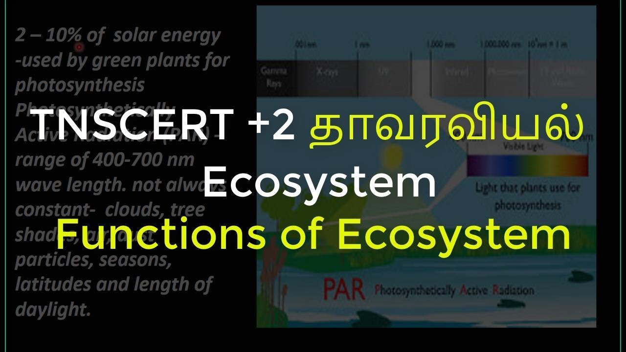 2. Botany | Ecosystem | Functions of Ecosystem - YouTube