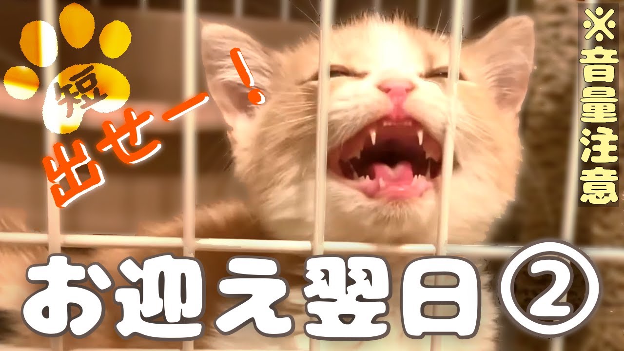 【お迎え翌日】ミヌエット子猫の猫パンチ炸裂 はじめてのおへや探検 ♪華麗なる円舞曲 ショパン Youtube