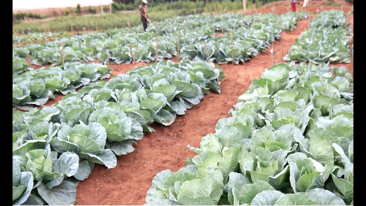 LES PRATIQUES CULTURALES DU CHOU - YouTube