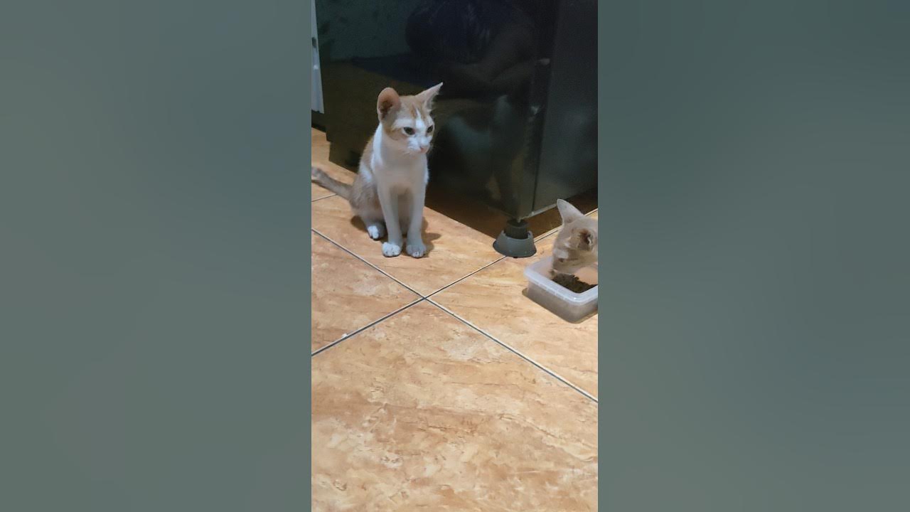 Kucing kurus susah makan #cat #kucinglucu #catlover #kucing #shorts - YouTube
