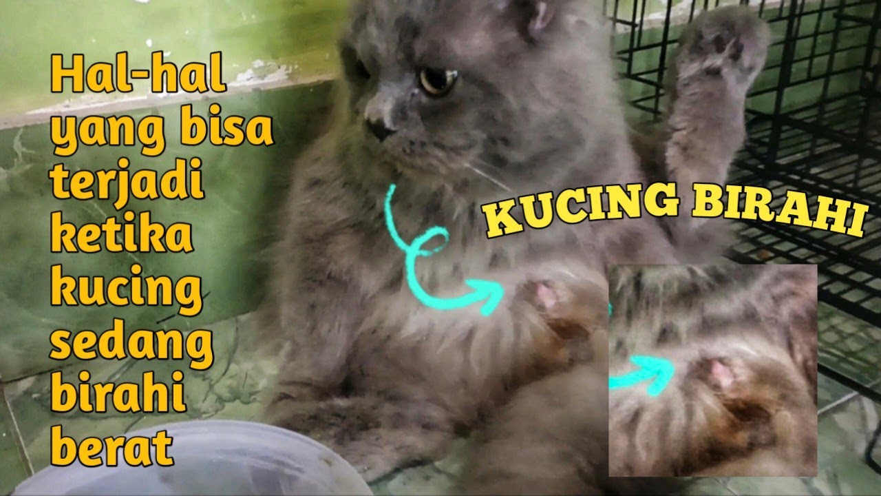 hal-hal yang mungkin terjadi saat kucing birahi - YouTube