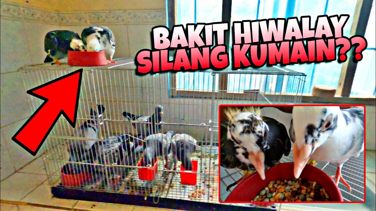GUSTONG MALIGO NG KALAPATI NATIN SA ULAN - BAWAL SUMABAY SILA BATMAN SA ...