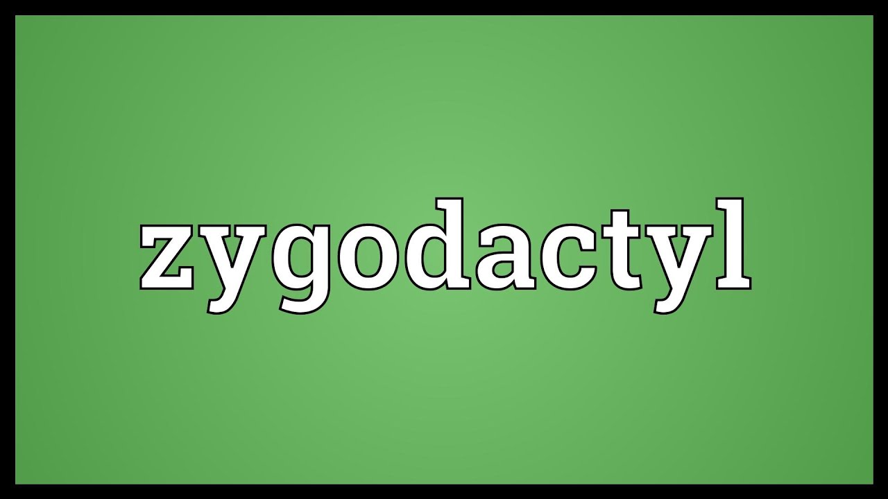 Zygodactyl Meaning - YouTube
