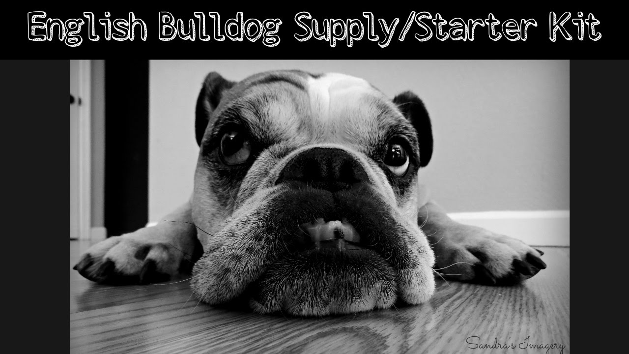 English Bulldog Supply/Starter Kit - YouTube