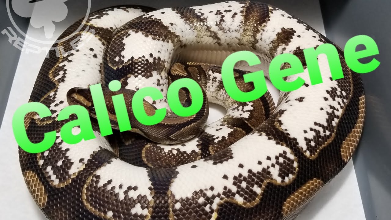 Calico Gene - What we have at JDH Reptiles - YouTube