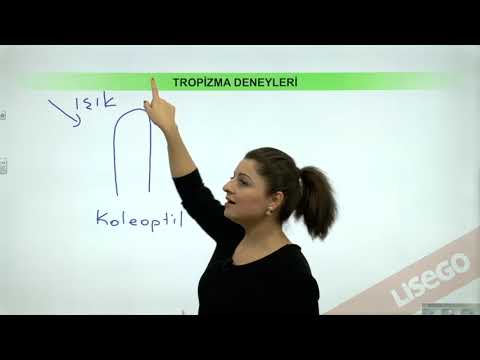 Tropizma Deneyleri | TYT-AYT Biyoloji Konu Anlatımı