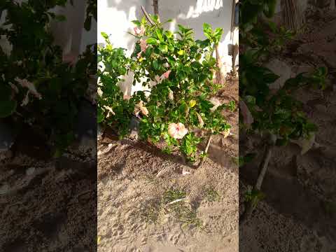 2nd days going to work again... - YouTube