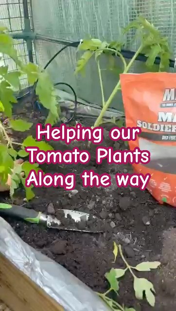 The Best DIY Tomato Plant Support Solutions - YouTube