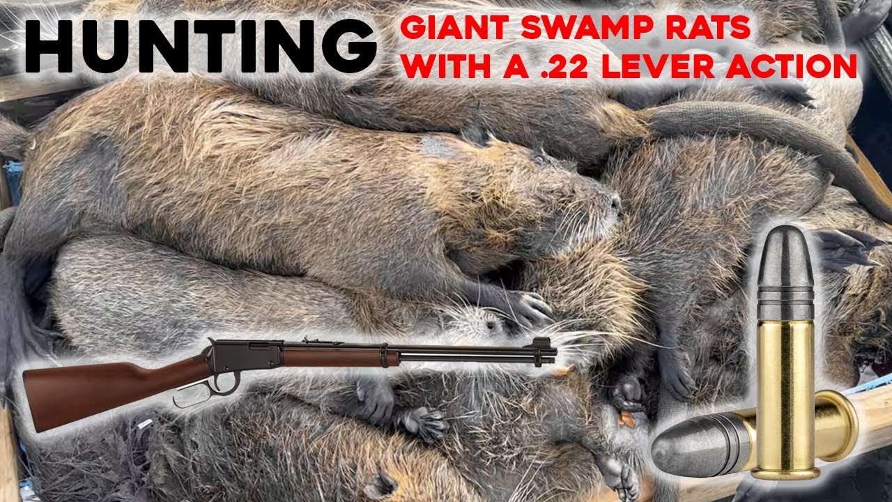 Hunting Invasive Rats with .22 Lever Action Rifle - YouTube