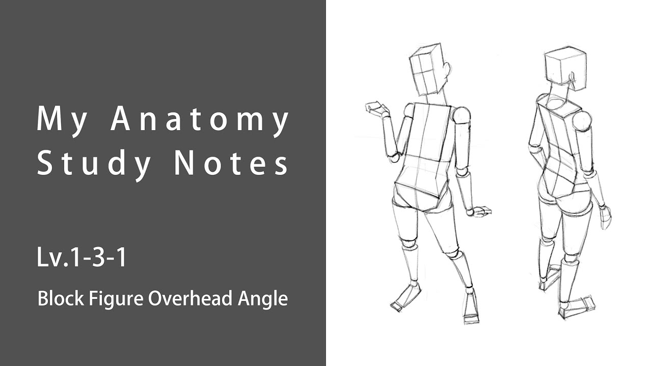 Anatomy Study Notes Lv.1-3-1 | Block Figure Practice for Drawing the ...