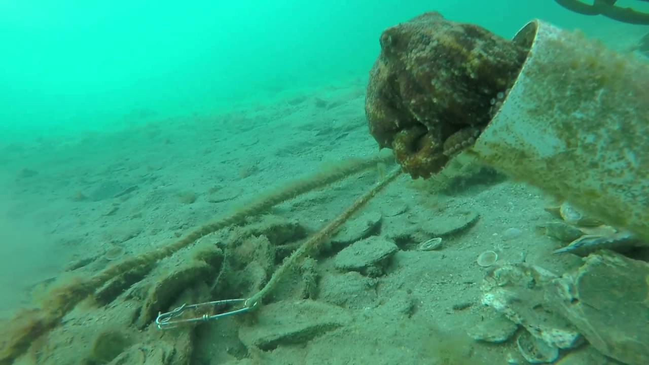 Octopus farm - YouTube