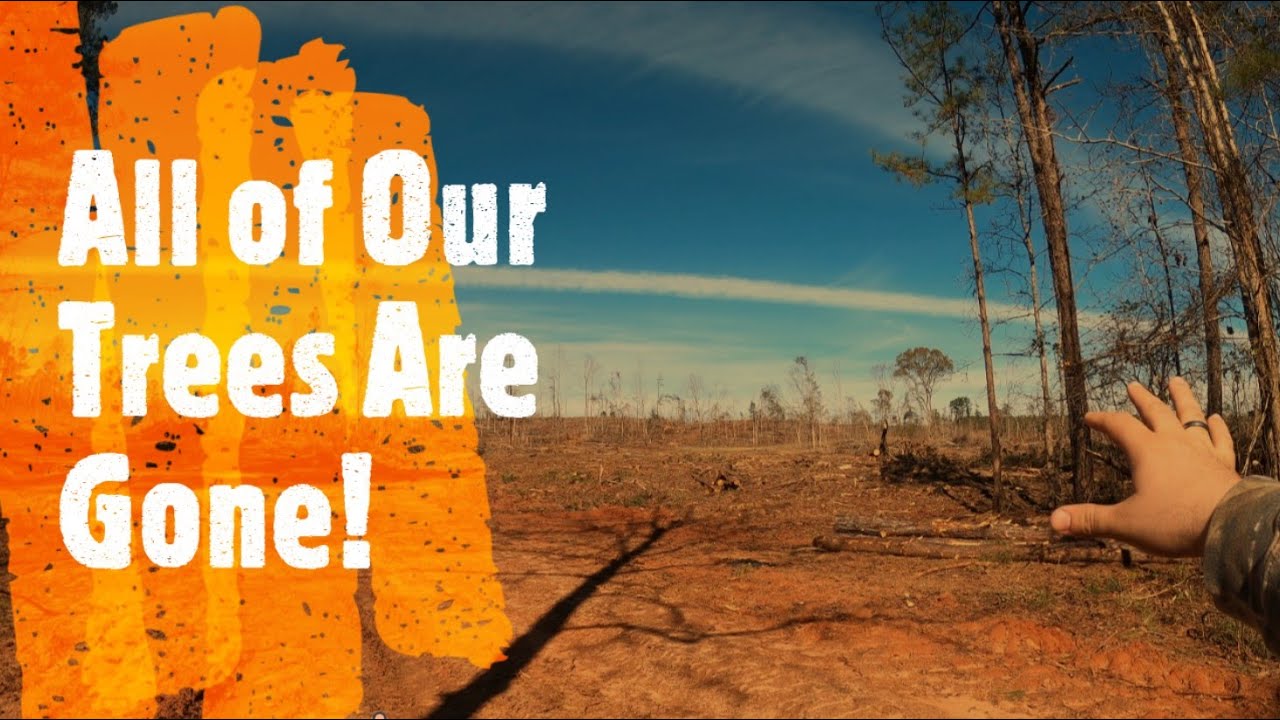 All of Our Tress Are Gone - YouTube