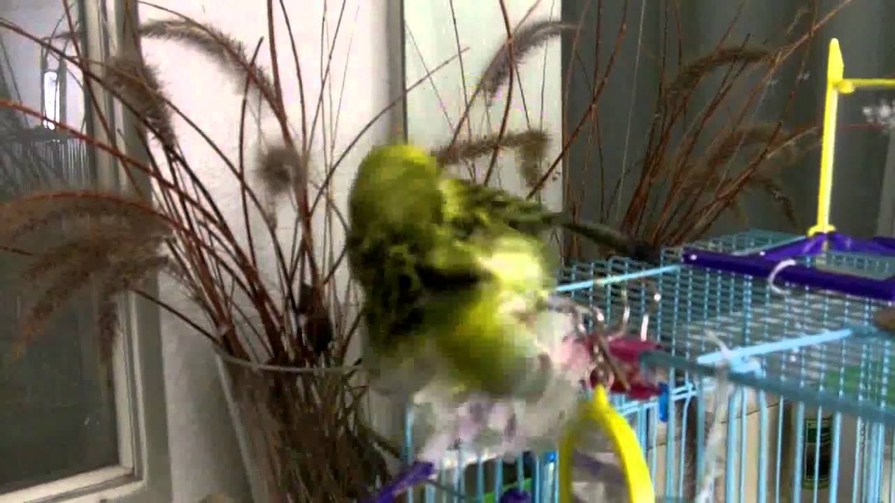 Parakeet mating - YouTube