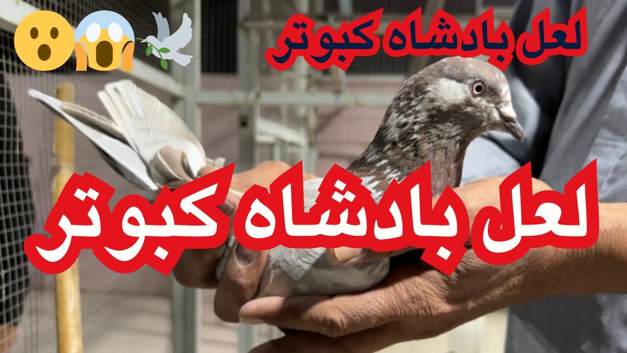 Lal Badshah Kabutar | Dhoke Ratta Pigeon Club - YouTube