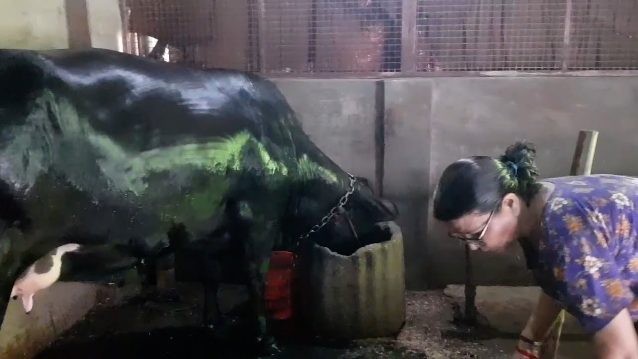 Cow Bath Video || Cow Shampoo || VridhiRama - YouTube