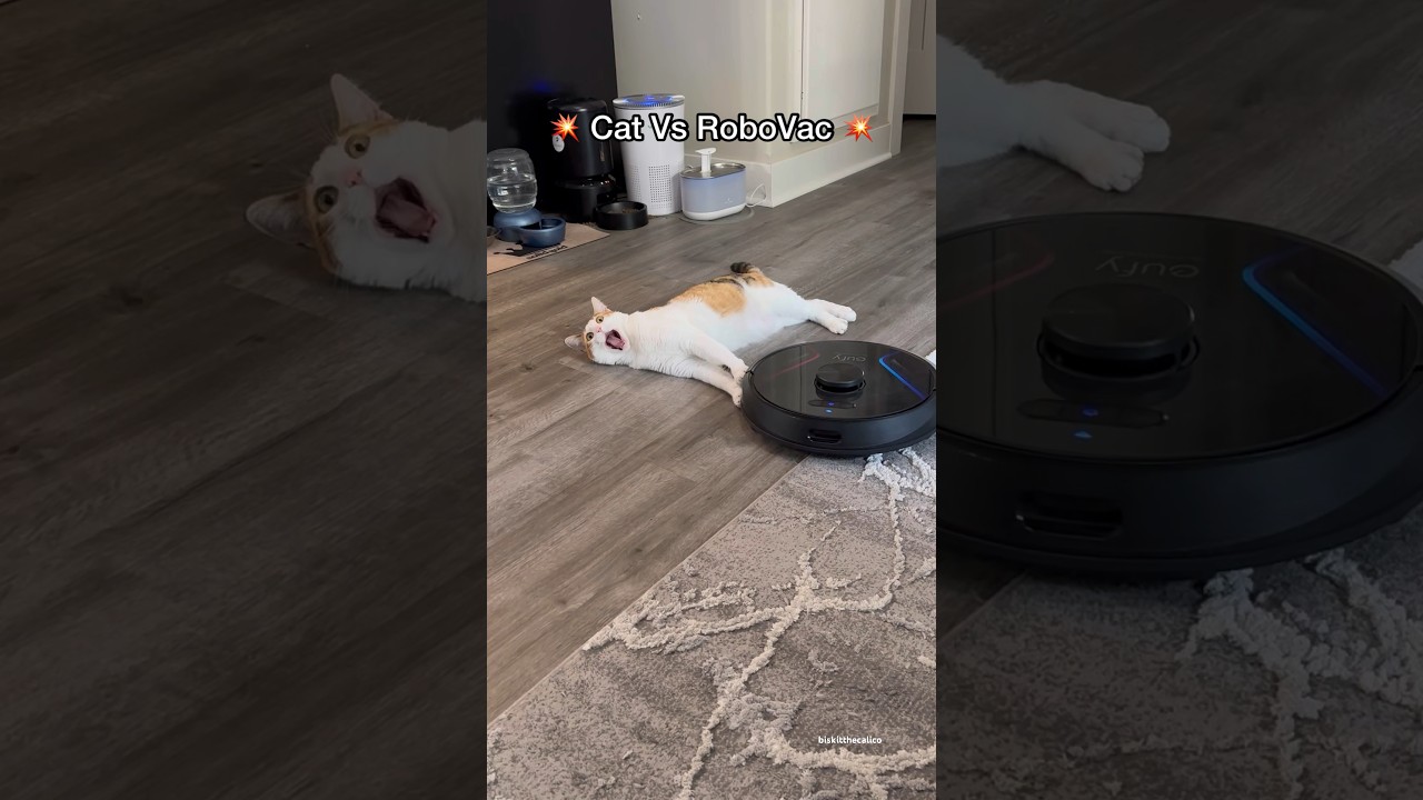 Cat vs Robot Vacuum 😬 #shorts - YouTube