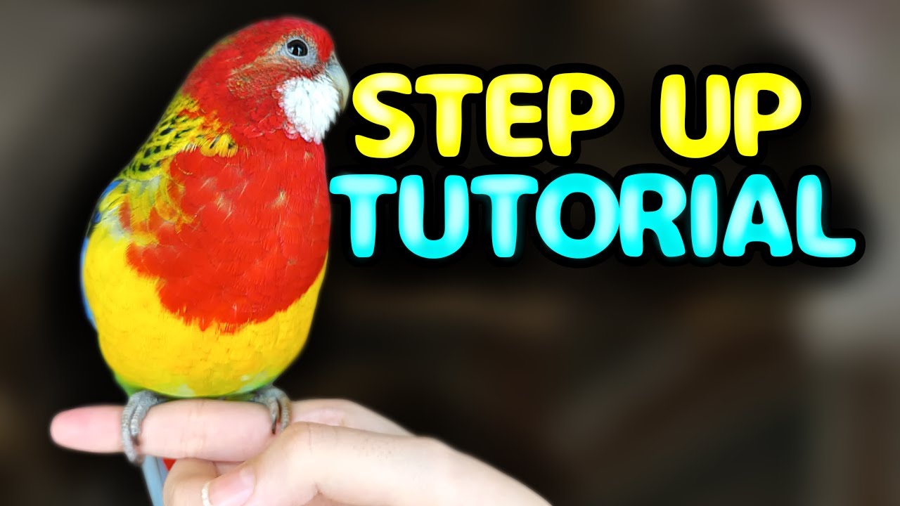 How To Teach Your Parrot To Step up! - YouTube