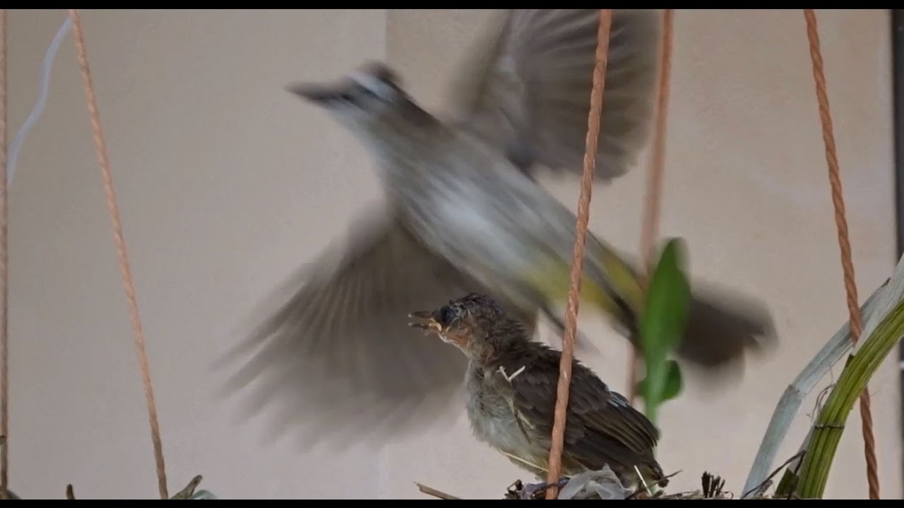Yellow Vented BulBul Bird Teaches Chick How To Fly - YouTube