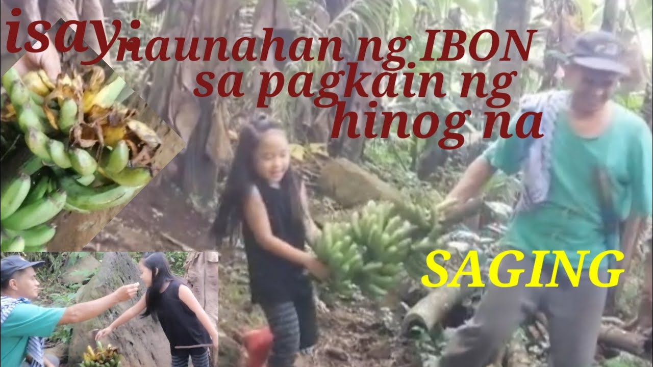 Isay,naunahan ng Ibon,sa pagkain ng hinog na Saging - YouTube