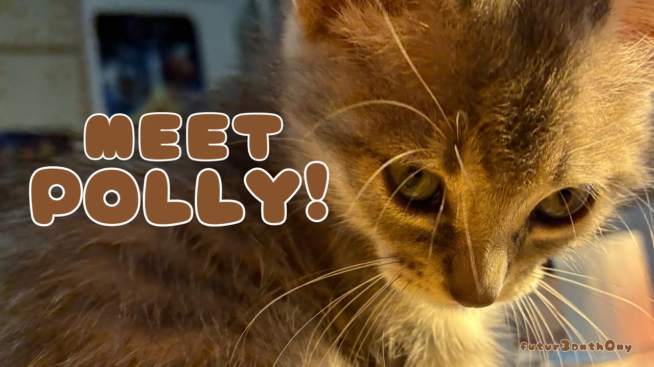Meet Polly! (Cat Video) (Life Update ig) - YouTube