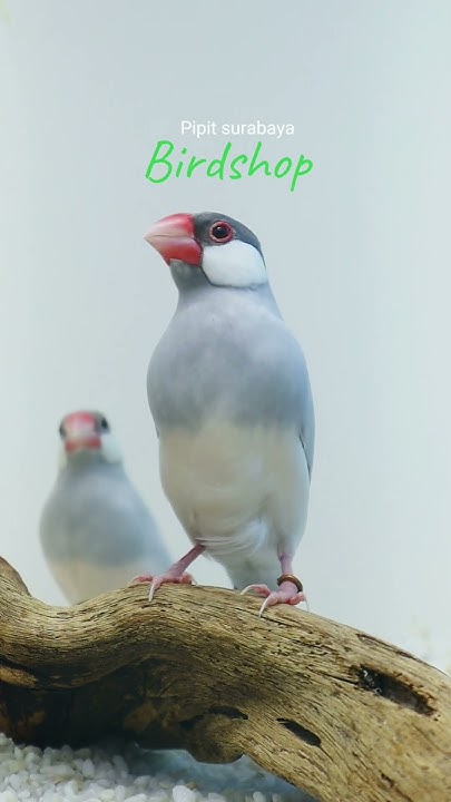 Birdshop pipit surabaya. #gelatik #bird #birds #finch - YouTube