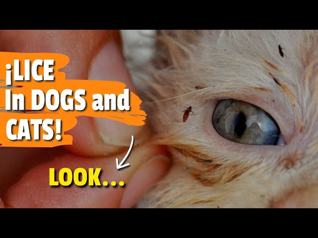 Ear Lice in Cats: Ultimate Guide to Fast Relief and Prevention ...
