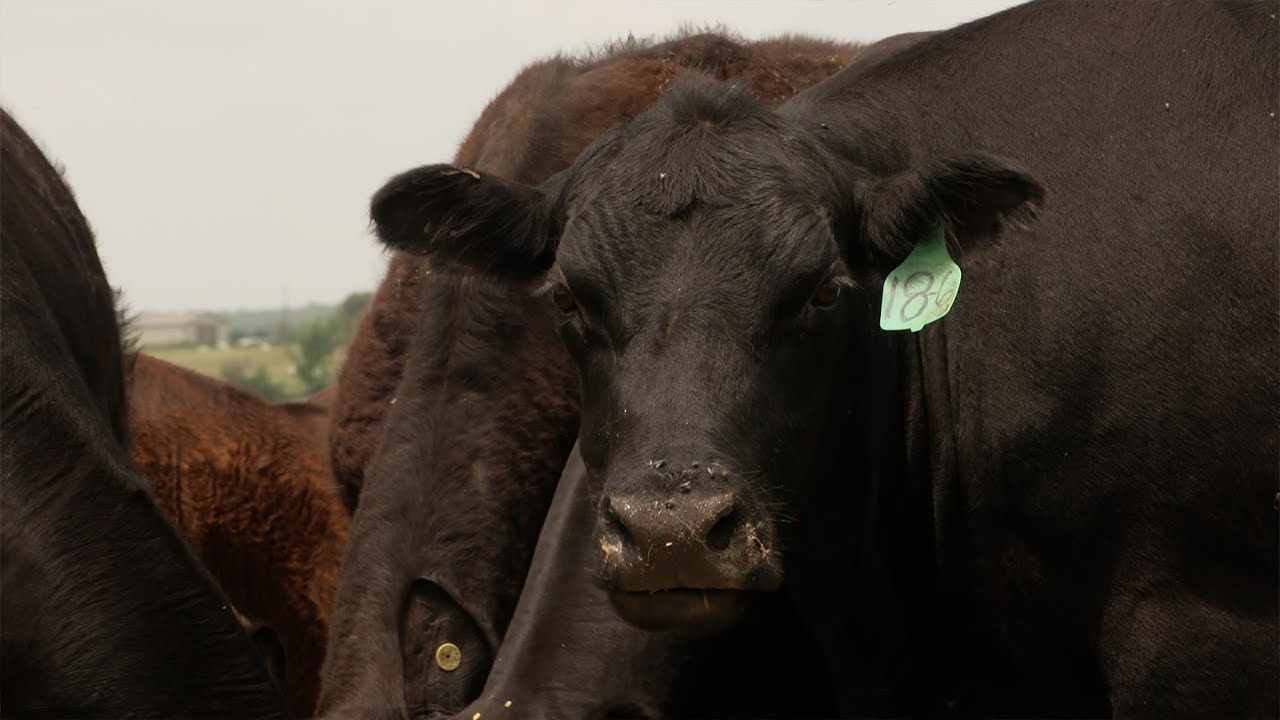 Cattle Cycle Driven by Three Big Factors - YouTube