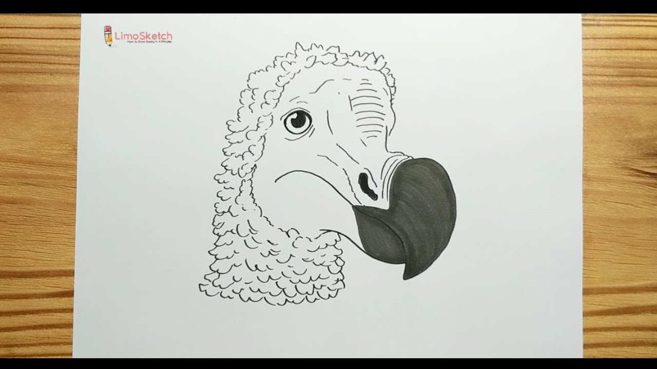 HOW TO DRAWING DODO BIRD HEAD - YouTube