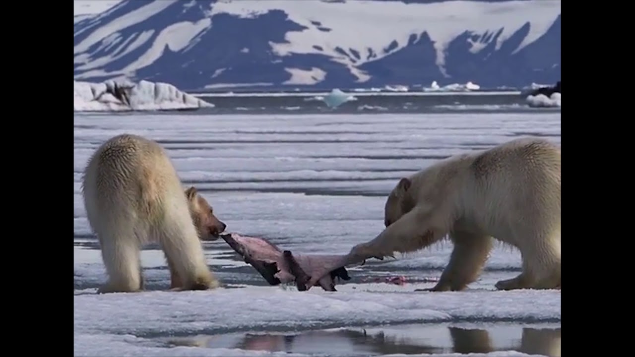 Top 20 critically endangered animals that may go extinct by 2050 - YouTube