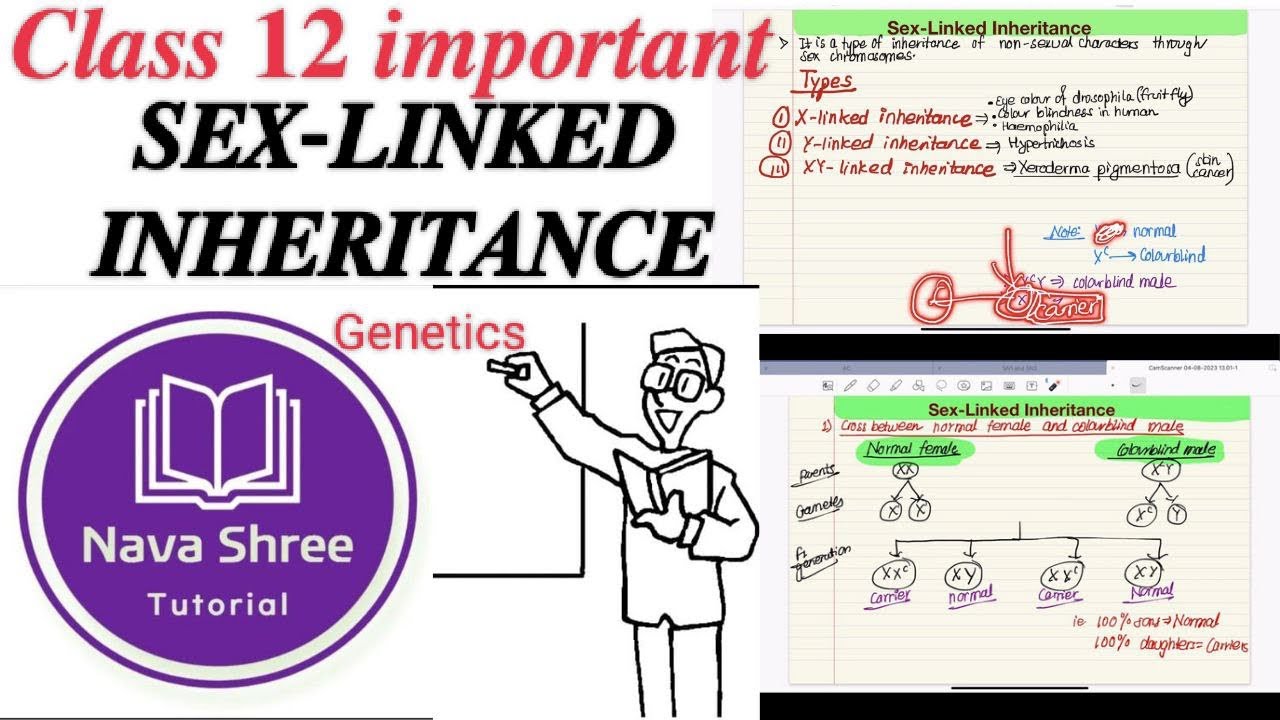Sex Linked Inheritance In Drosophila And Human Class 12 Imp For