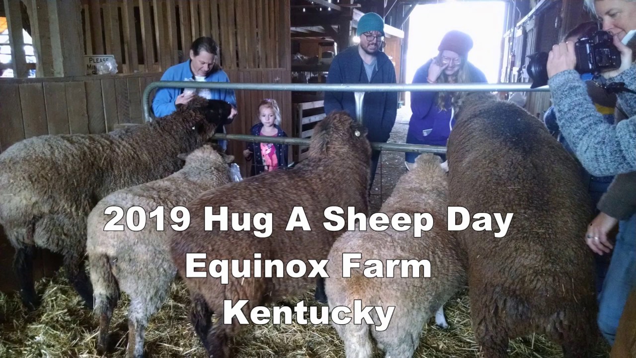 2019 National Hug A Sheep Day at Equinox Farm - YouTube