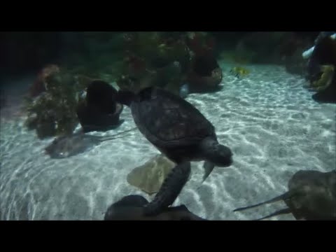 Sea Life Aquarium, Phoenix AZ - YouTube