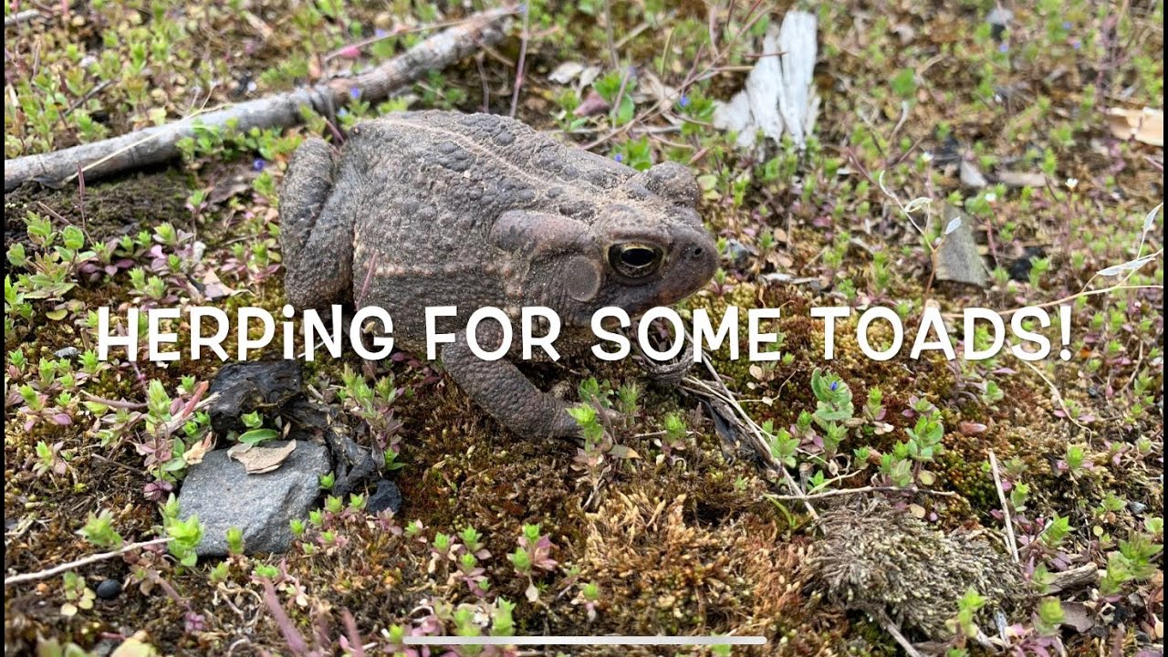 Trespassing for toads!! April 2020! - YouTube