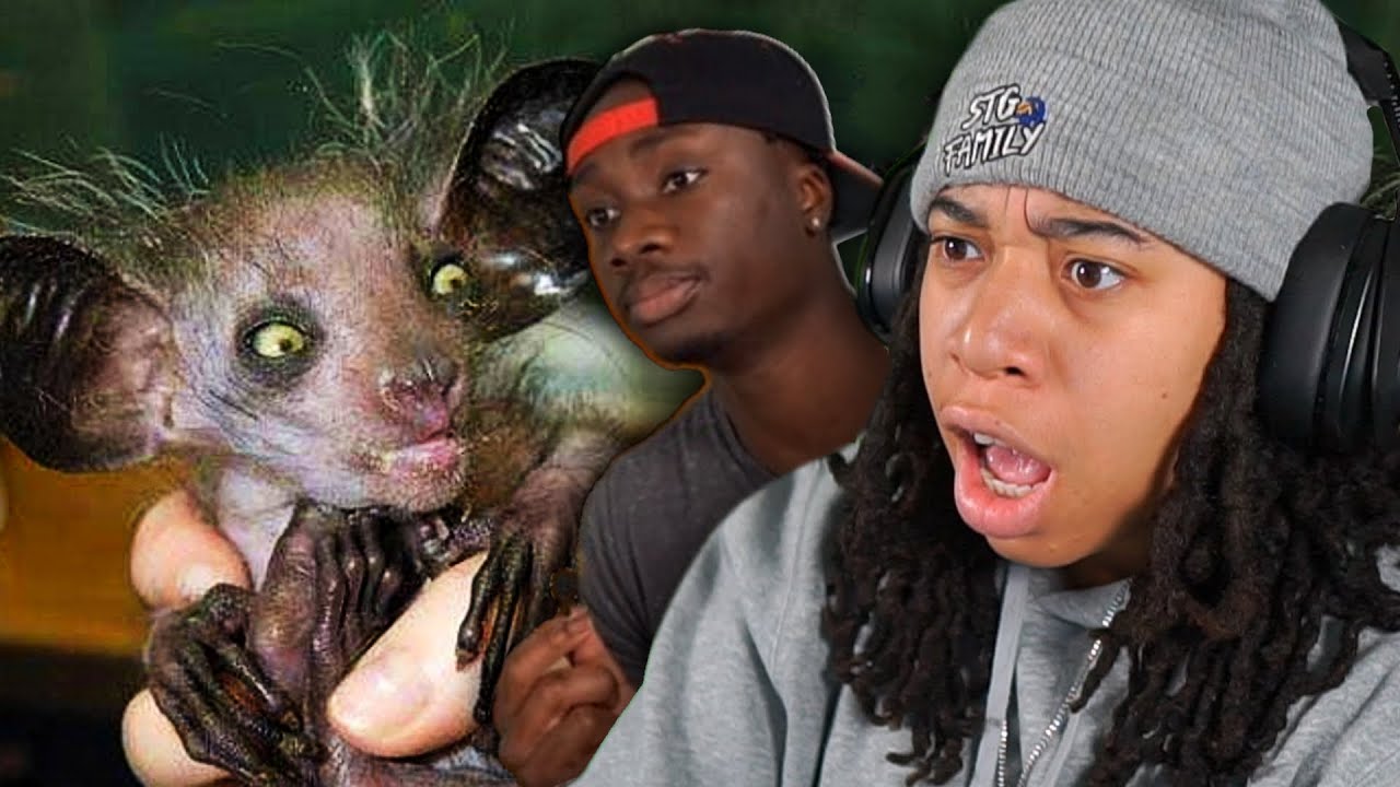 This Is The World’s Ugliest Monkey 🤢 (Casual Geographic) - YouTube