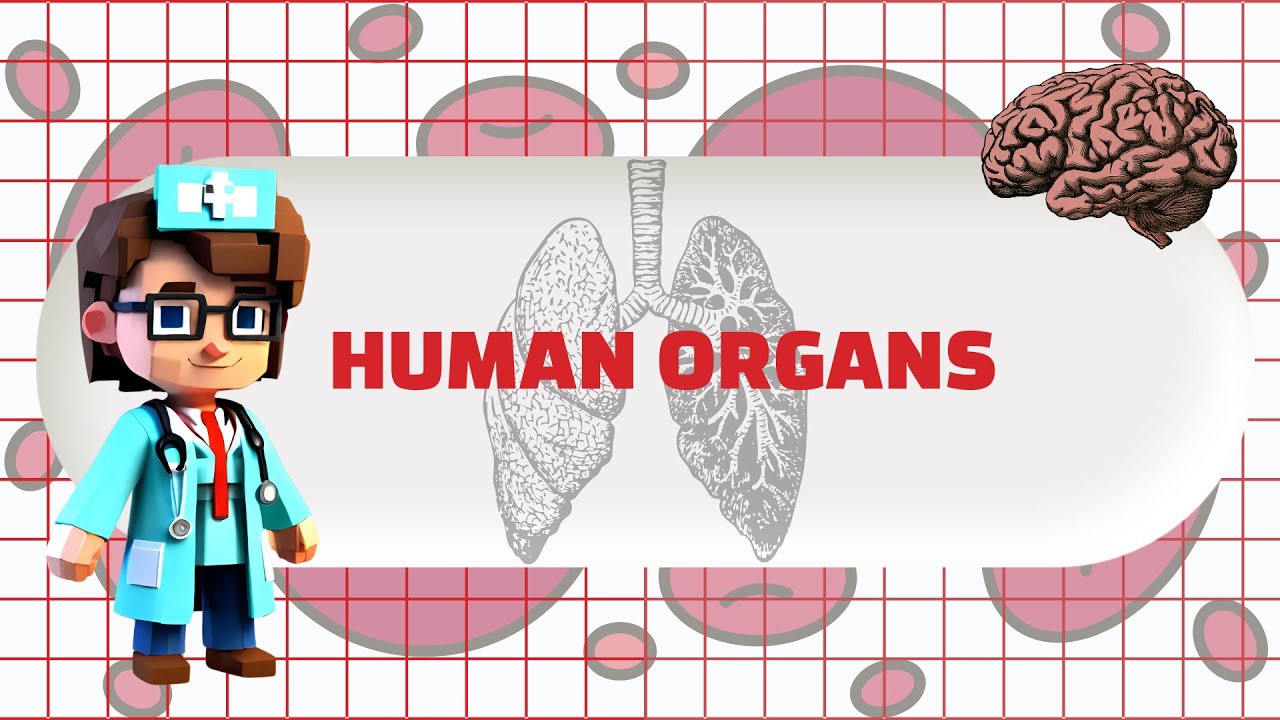 AR Human Organs Interactive Book | BITM2313a Human-Computer Interaction Project - YouTube