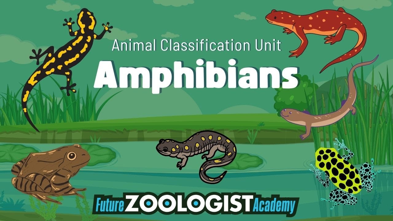 Amphibians | Animal Classification - YouTube