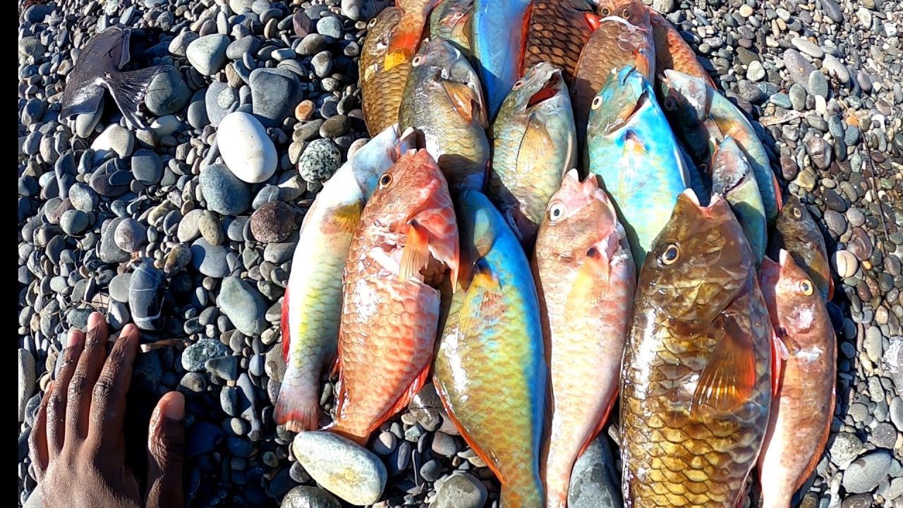 Went diving with friends And We had a good catch - YouTube