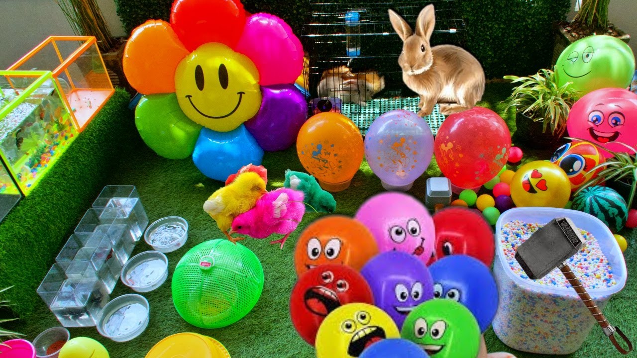 Wow....Menangkap dan Mencampur Ikan Hias Lucu !! Meletus Balon Isi ...