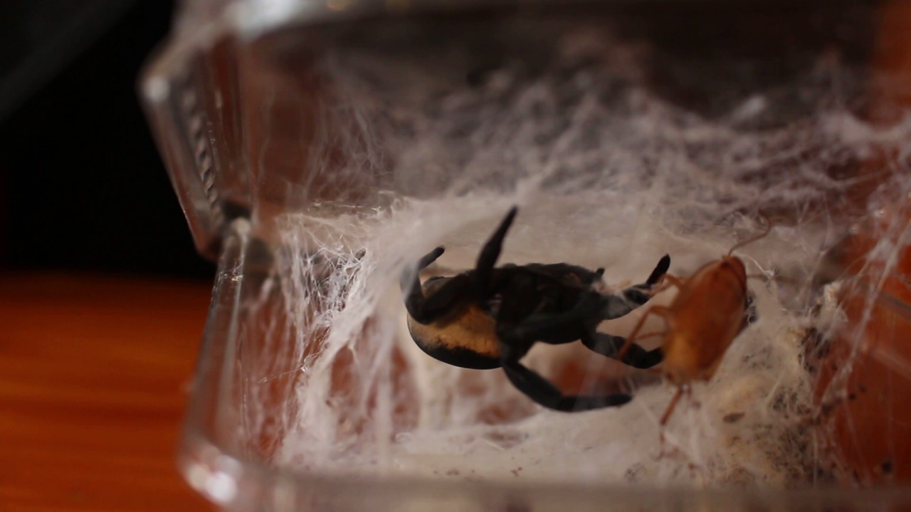 Eresus sp (Possible ruficapillus) Catching a Cockroach - YouTube