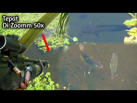 Nembak ikan Nila dan Gabus di aiR Jernih,,Sampai Kuwalahan