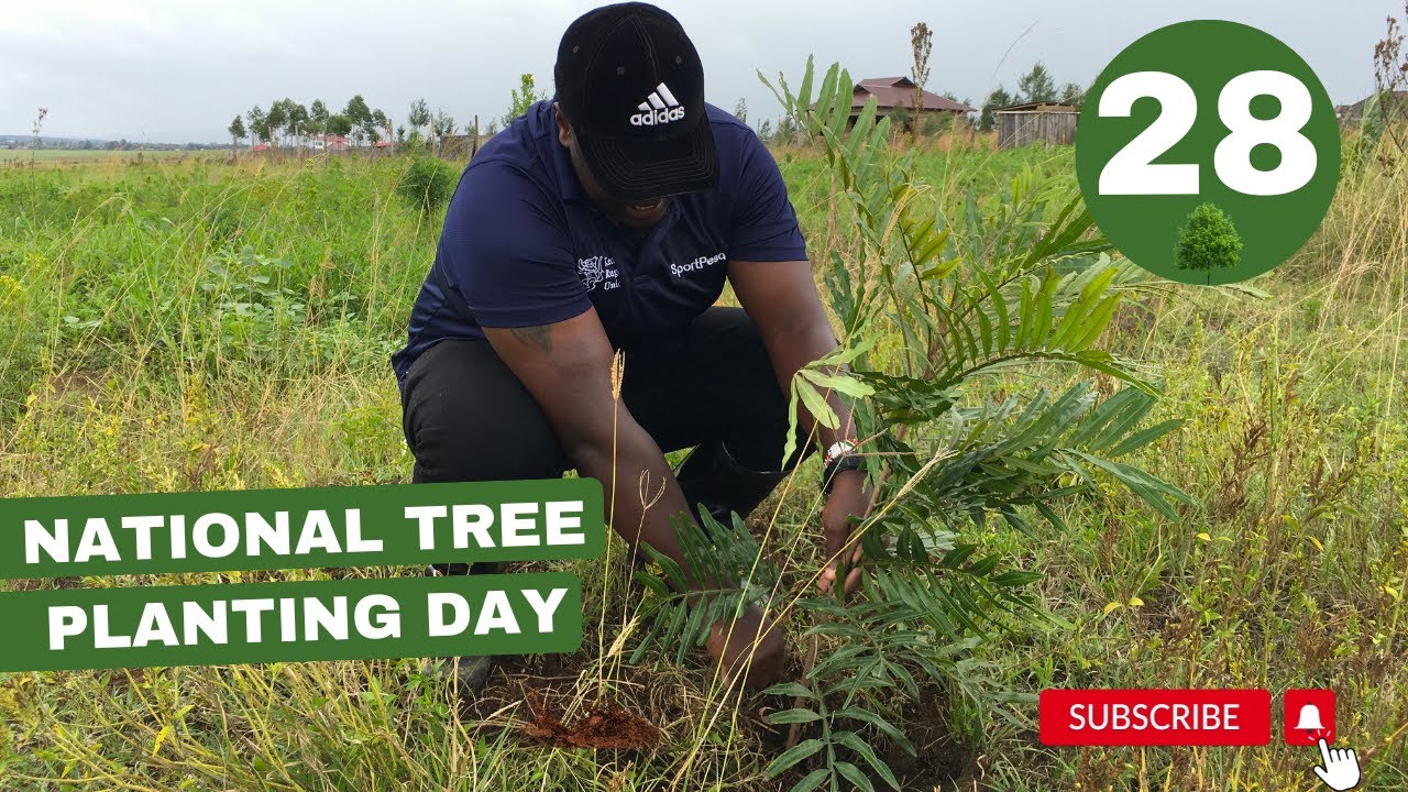 TEAM TREES: I Planted 28 Trees! Changing the world 1 Tree at a Time ...