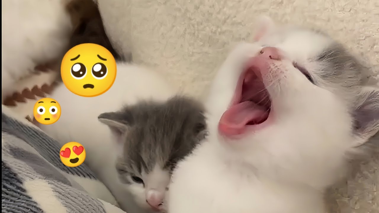 Cute Little Cats: Adorable Moments You Can't Miss! - YouTube