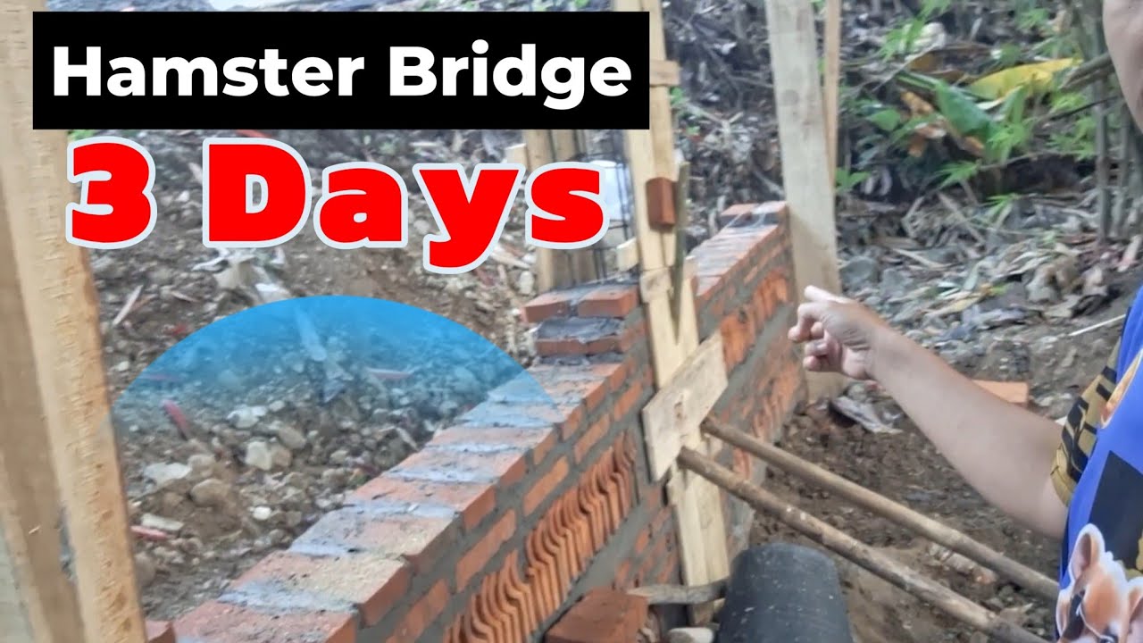 Third days of hamster kombat bridge - YouTube