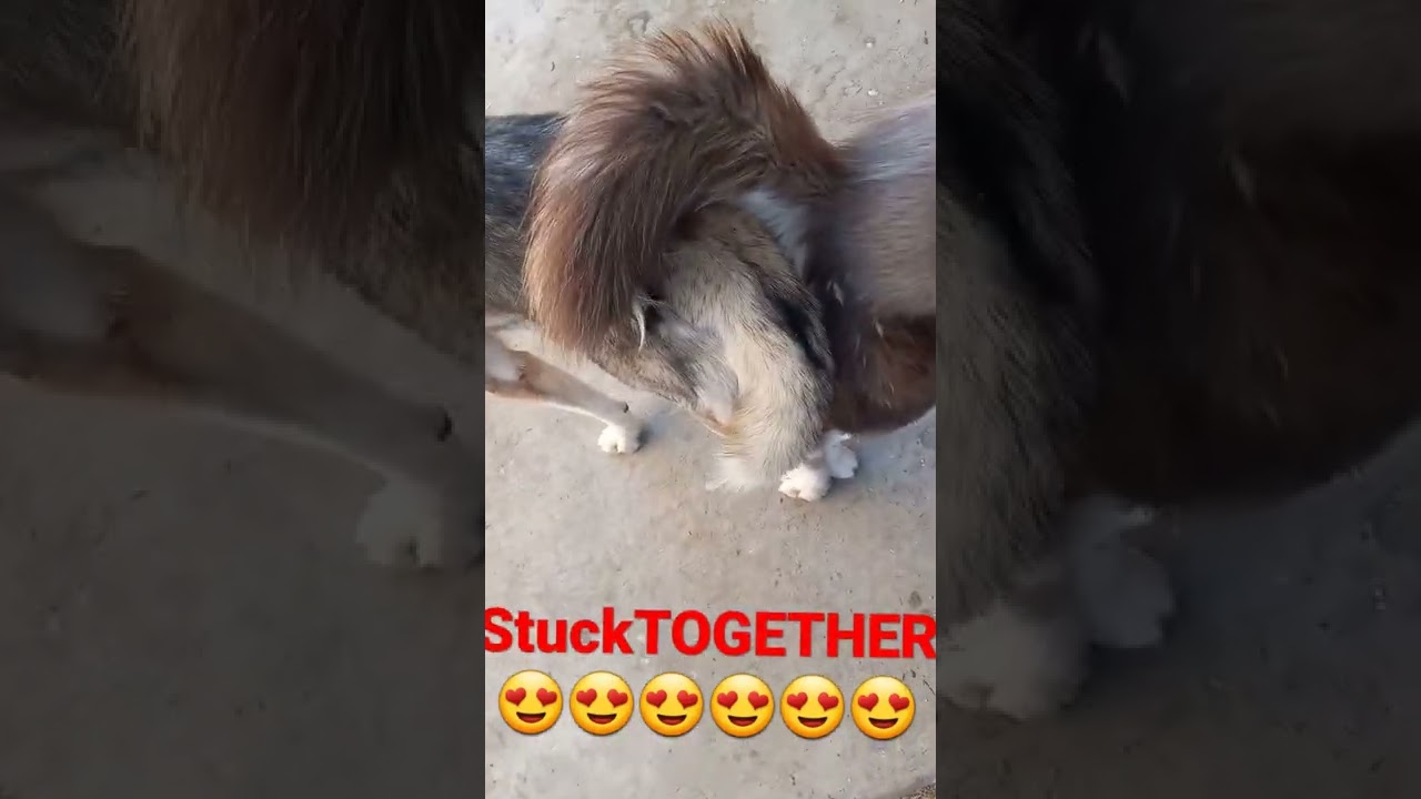 DOGS STUCK TOGETHER - YouTube