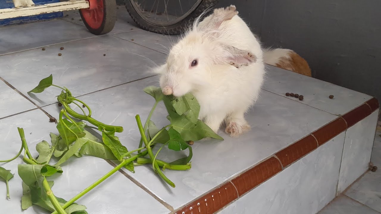 CHOKELI , BUBU ,AND GREY GEMBUL LAGI CAMIL DAUN - YouTube