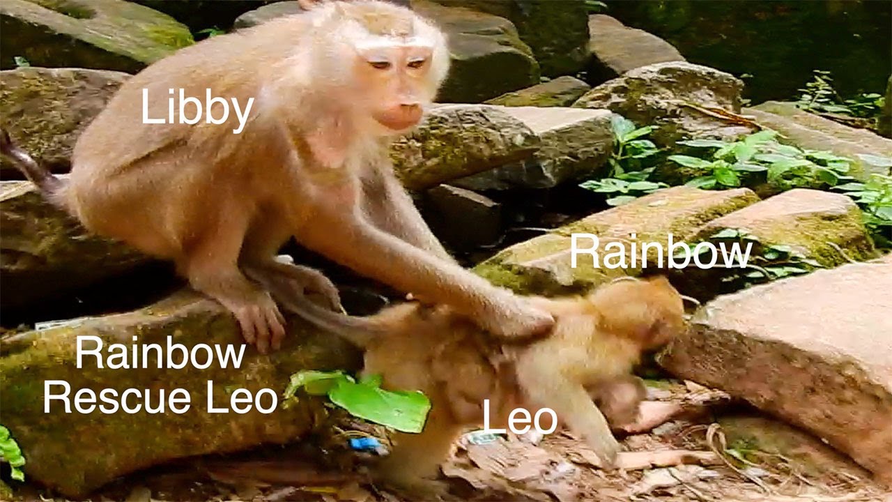 Oh Great! Rainbow Rescue Leo From Libby, So Lovely Monkeys, Very ...