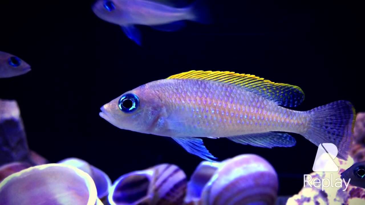 Neolamprologus caudopunctatus. Conchigliofili Tanganica. Nuovo acquario ...