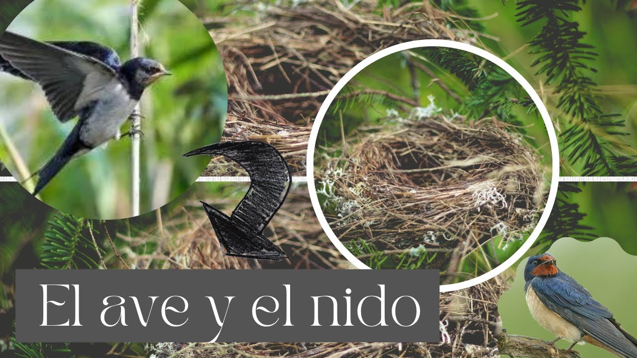 Poema 📜 El Ave y el Nido (Salomé Ureña). Poema Dominicano. - YouTube